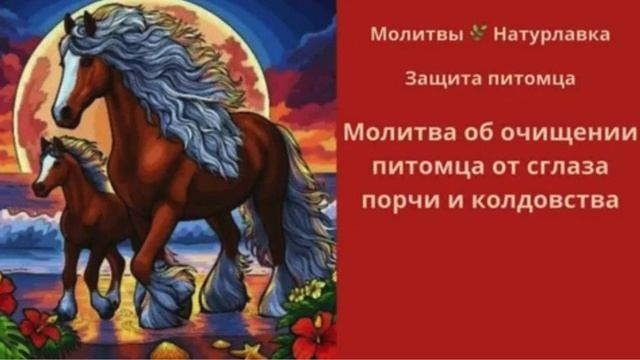 Молитва очищение питомца от сглаза порчи колдовства