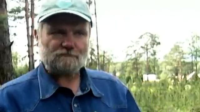 Мастер-класс: прививка кедра