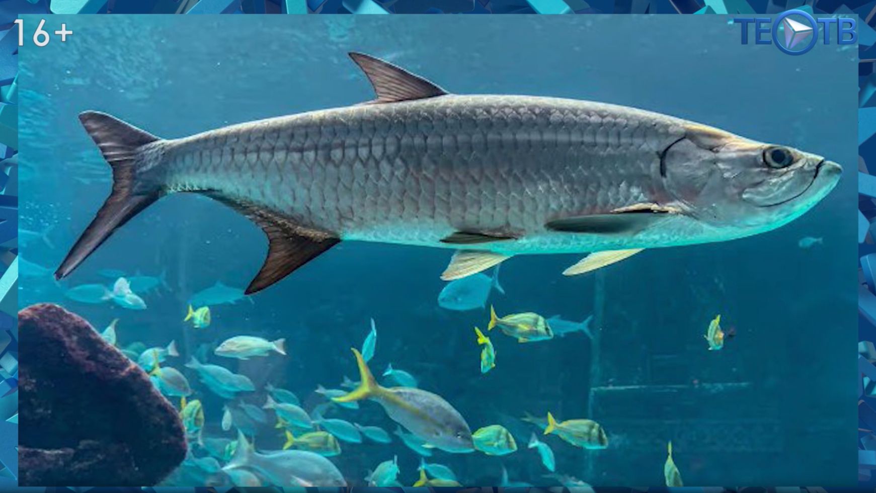 Попались на крючок!