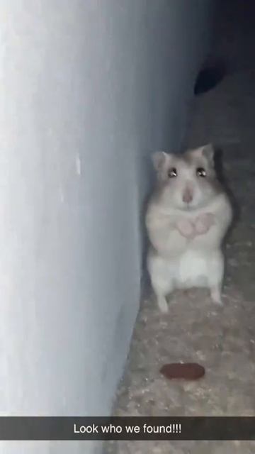 Будни хомяков