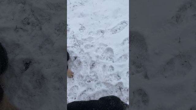 Щенкам 2 месяца и 9 дней