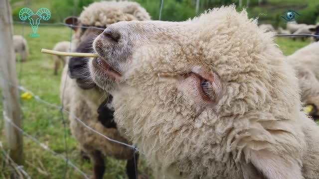 ОВЕН, Прогноз на ДВА года по ЗАТМЕНИЮ #music #astrology #electronicmusic #2026 #Мария_Оракул