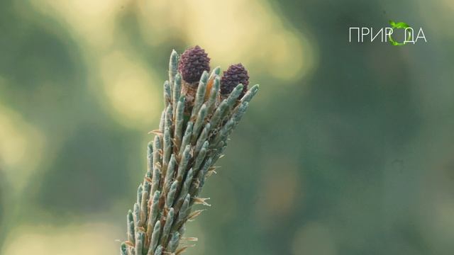 Природа. Сосна_17