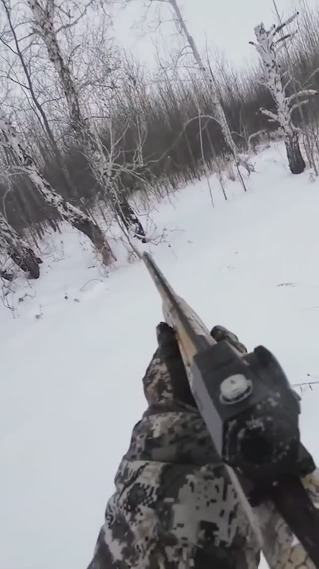 Охота на зайцев с коллиматором