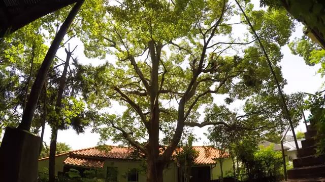 Формирование дерева в японской традиции сукаси