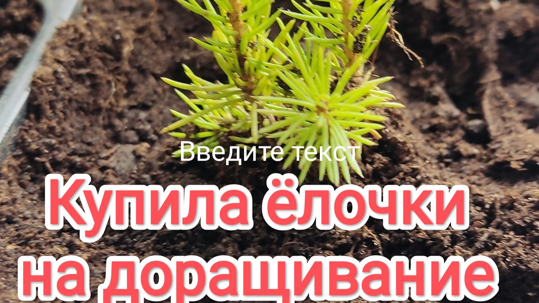 Купила ёлочки на доращивание
