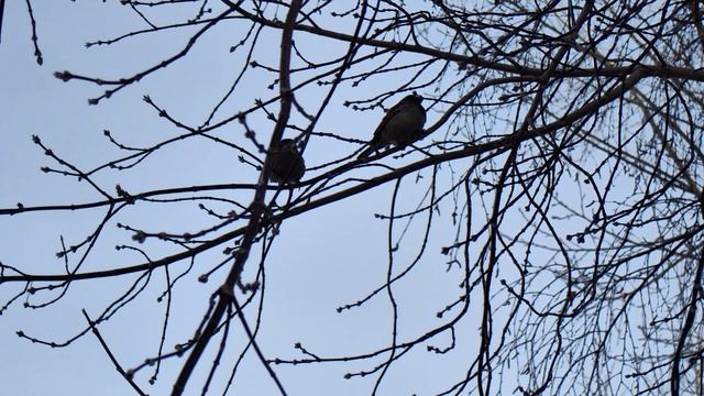 Воробьиная перепись 3