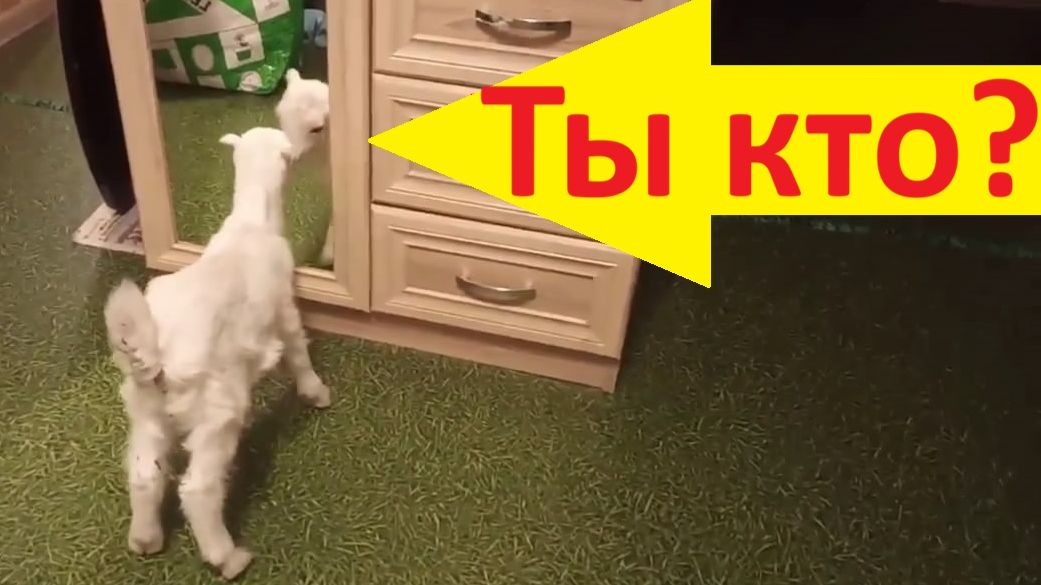 Ты кто?