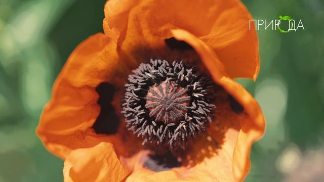 Природа. Мак_10