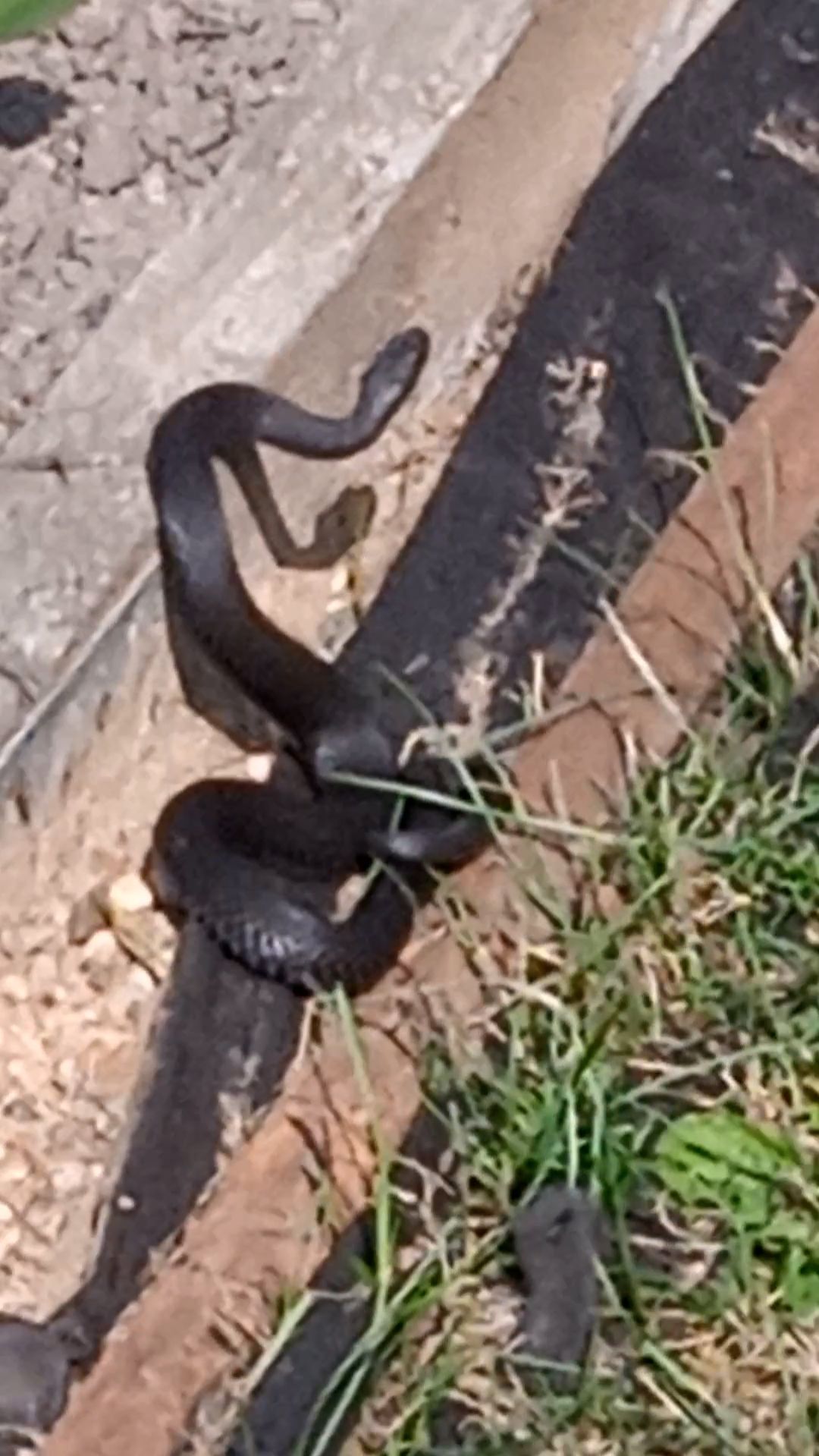 Незванный гость в саду