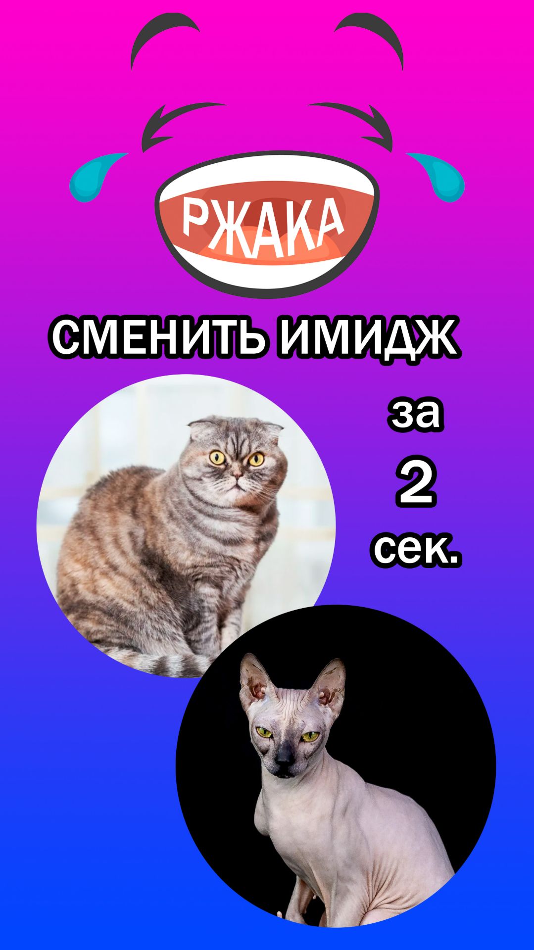 Котики, собачки и не только...