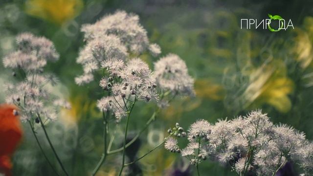 Природа. Василистник_13