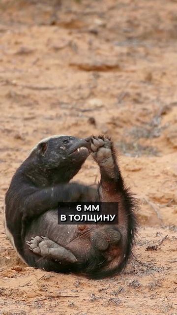 😳 Невероятные свойства кожи медоеда