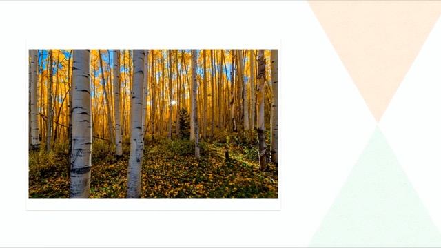 Stive Morgan - Ederlezi