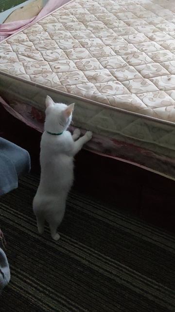 18.08.2022. Беляна и моющий пылесос