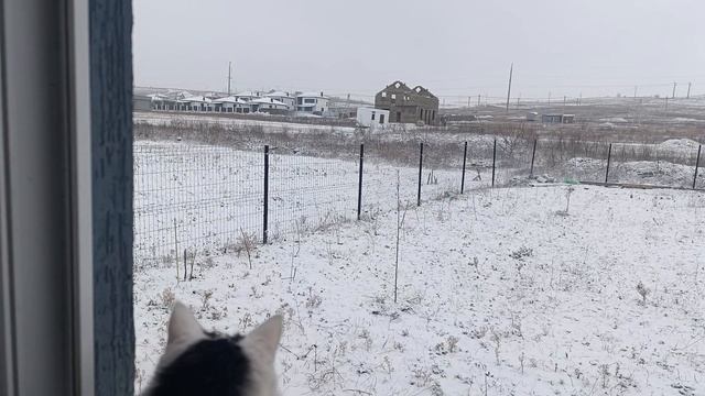 На два дня зима пришла. Кошки гулять отказались