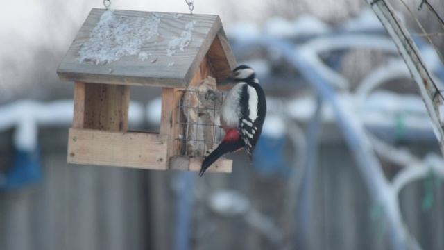 Большой Пёстый Дятел 1