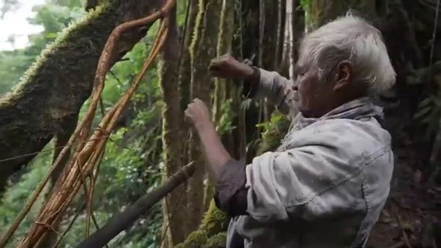 Мосты на основе иноскуляции деревьев