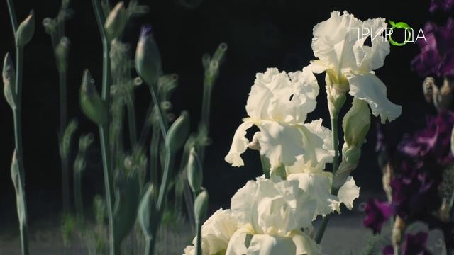 Природа. Ирис_17