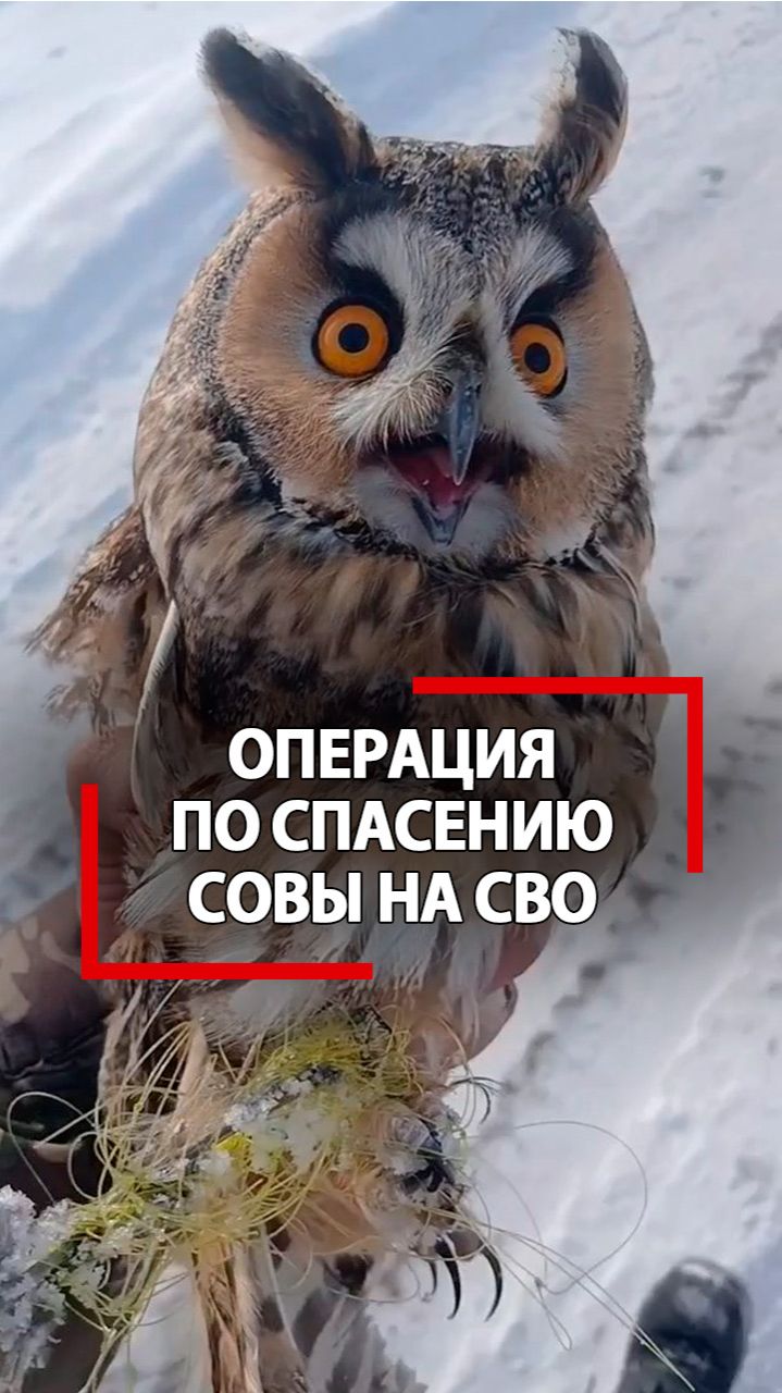 Умирать не бросил! Русский боец спасает жертву оптоволокна дронов!