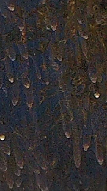 09.02.2026. На водостоке стоит рыба и не боится. Возвожно в водоеме мало кислорода!