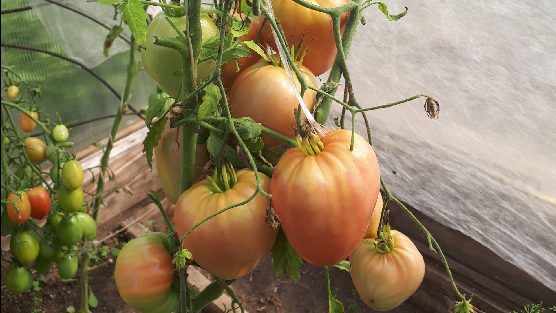 2219.  Посев томатов 9 февр 2026 г