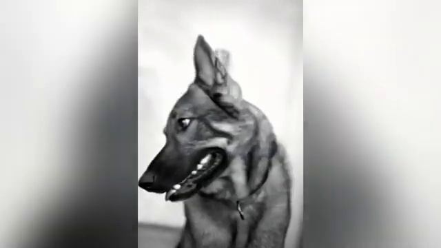 АЛЬМА И МИХАИЛ...авторский рассказ