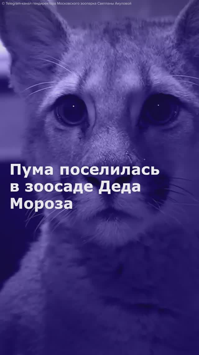 Пума поселилась в зоосаде Деда Мороз