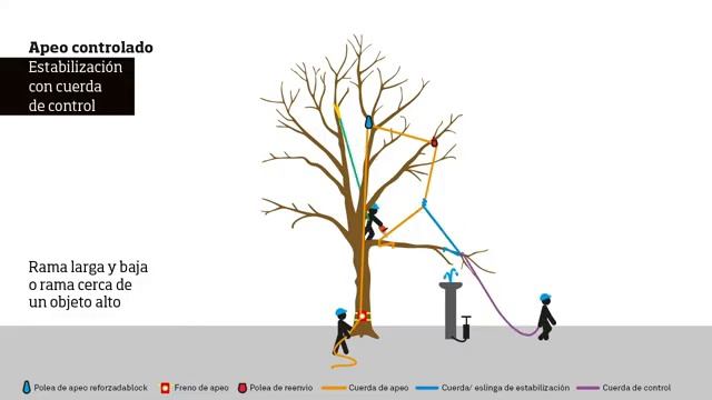 Спуск спиленных ветвей в арбористике