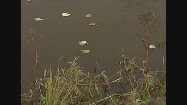 7. ОМЕЛЬЧУК А.К. | ТЕНЬ ПАДАЮЩИХ ЛИСТЬЕВ