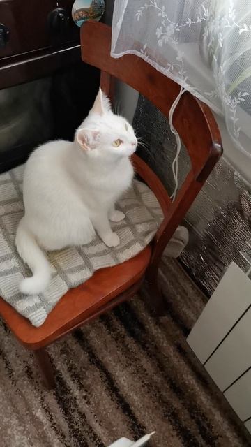 10.10.2021 Беляна и воробьи