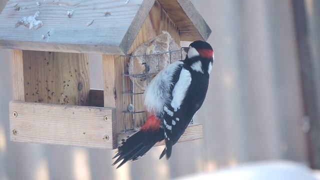 Большой Пёстый Дятел 3