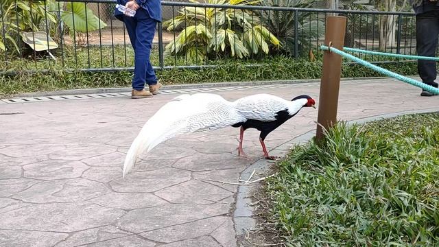 Китай. Город Гуанчжоу. Серебряный фазан!