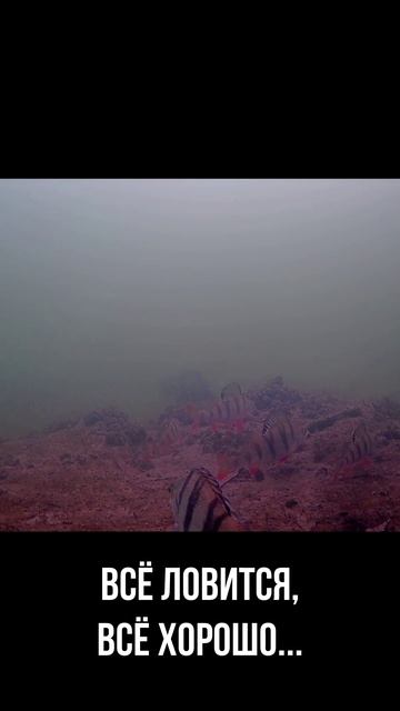 Заход судака на точку!