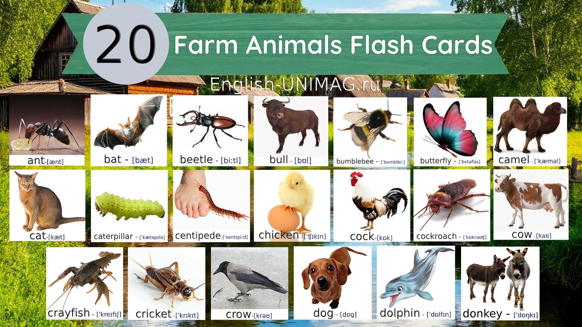 Комплект №1 аудио видео карточек "Farm Animals". Словарный запас, прокачка аудирования, говорения