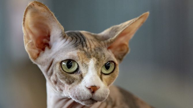 Канадский сфинкс