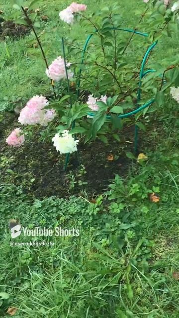 Ленобласть. Хвойное. 02.09.2024. Цветы на даче. Гортензия розовая, второй год посадки саженца