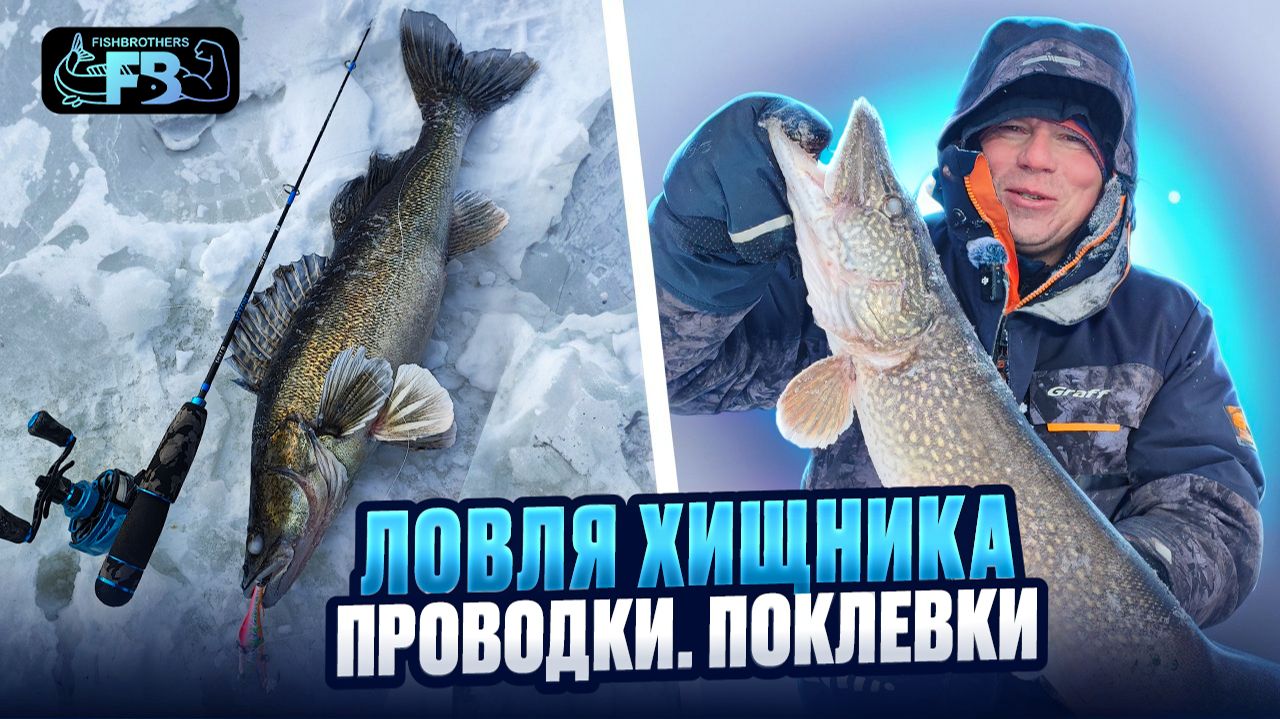 Ловля хищника на Вибы! Новички в деле. Проводки и поклевки!