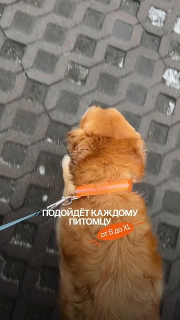 Обзор: PETSHOP Светодиодный ошейник (арт. 67487)