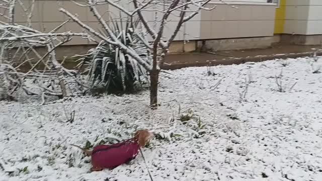 Анапа. 9 февраля. Сново идёт снег.