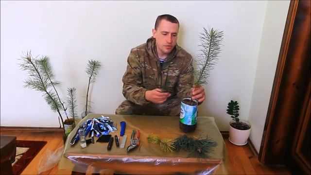 Прививка сосны обыкновенной