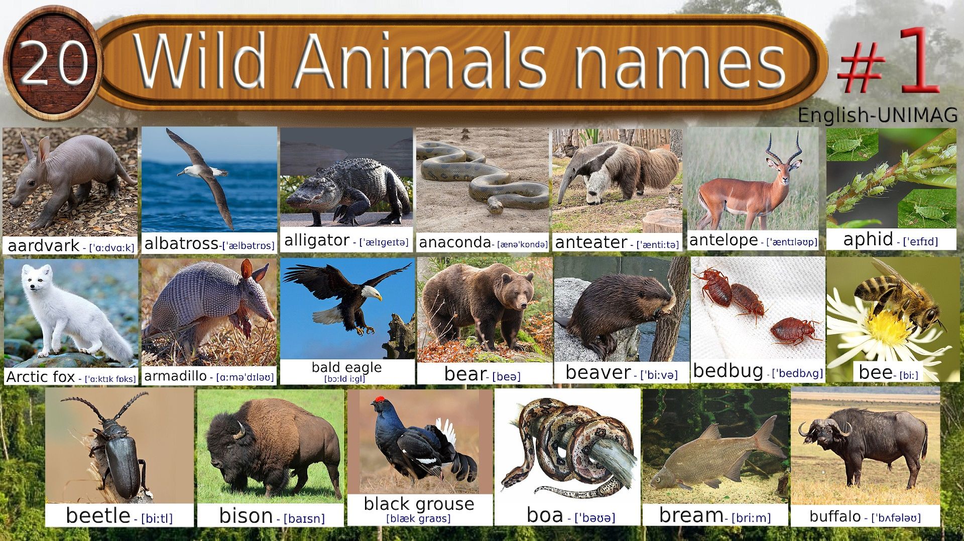 Комплект №1 электронных карточек "Wild Animals". Словарный запас, прокачка аудирования, говорения