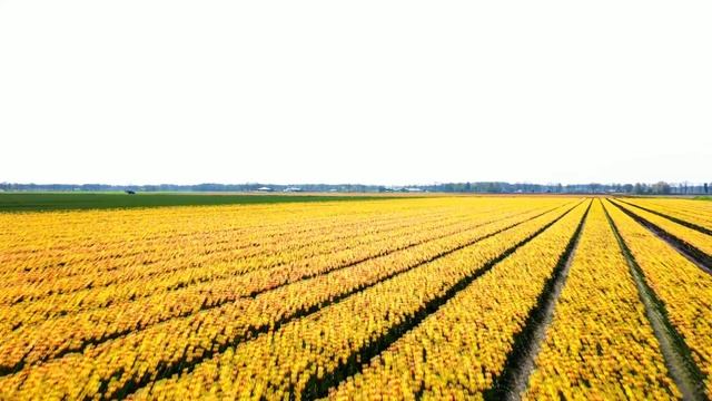 "Восходит Солнце". Олег Атаманов.