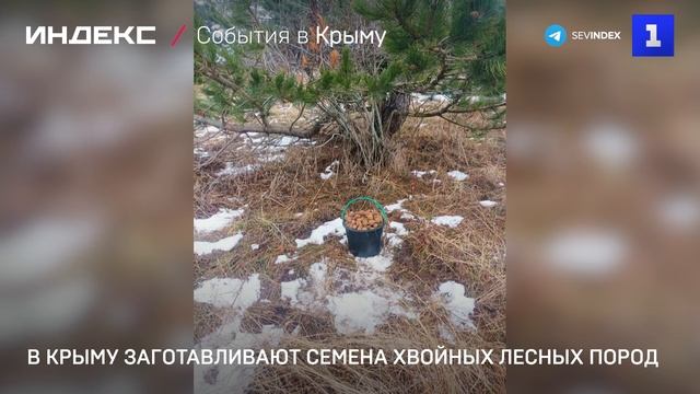 В Крыму заготавливают семена хвойных лесных пород