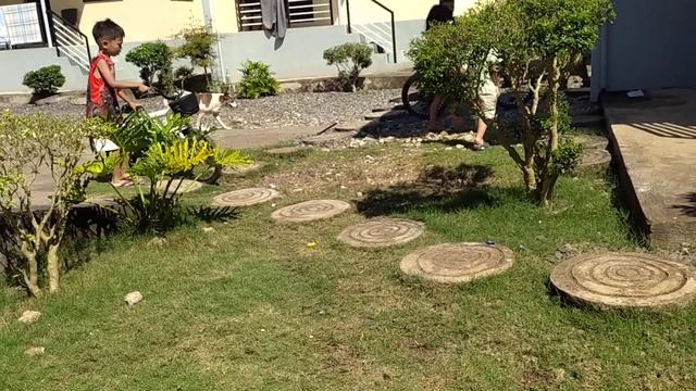 Как меня вылечил Филиппинский кот