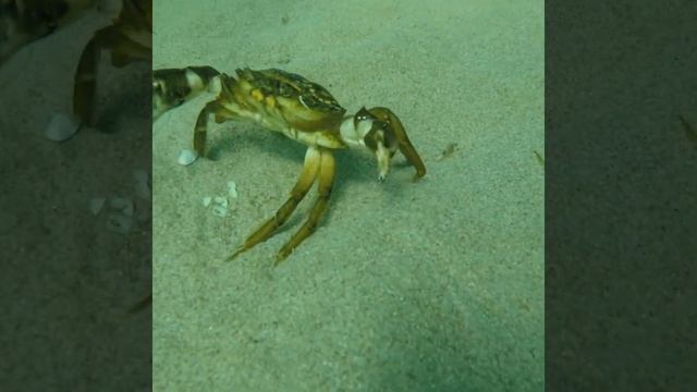 Краб Глафира