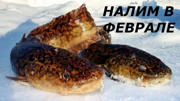 КАК ЛОВИТЬ НАЛИМА в ФЕВРАЛЕ? СНАСТИ и МЕСТА для РЫБАЛКИ ЗИМОЙ!