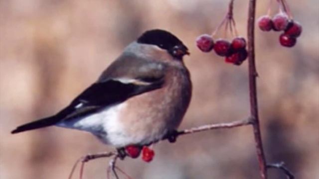 УТРО ИНГУШЕТИИ  110226