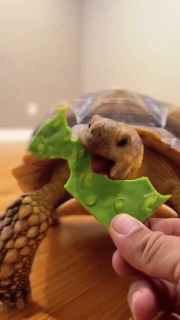 А у вас что сегодня на ужин