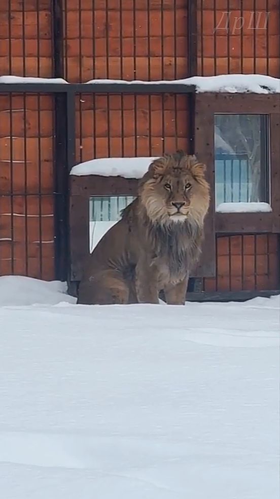 Лев Шерхан. Мы будем вместе, я знаю.